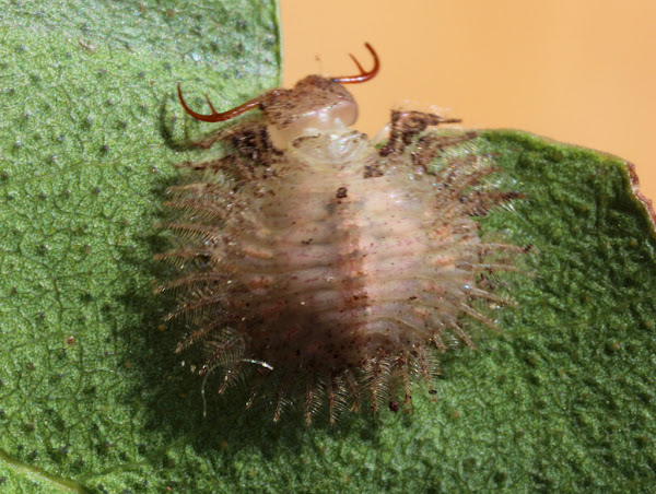 Owlfly (larva) | Project Noah