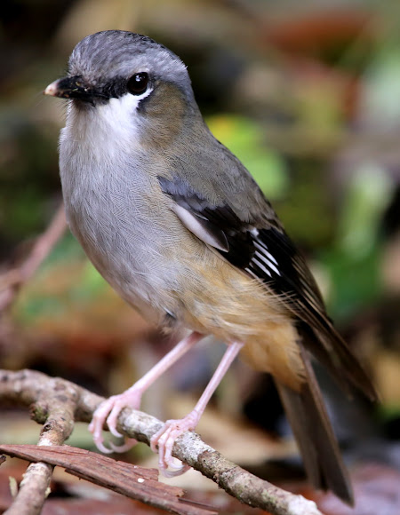 Grey-headed Robin | Project Noah