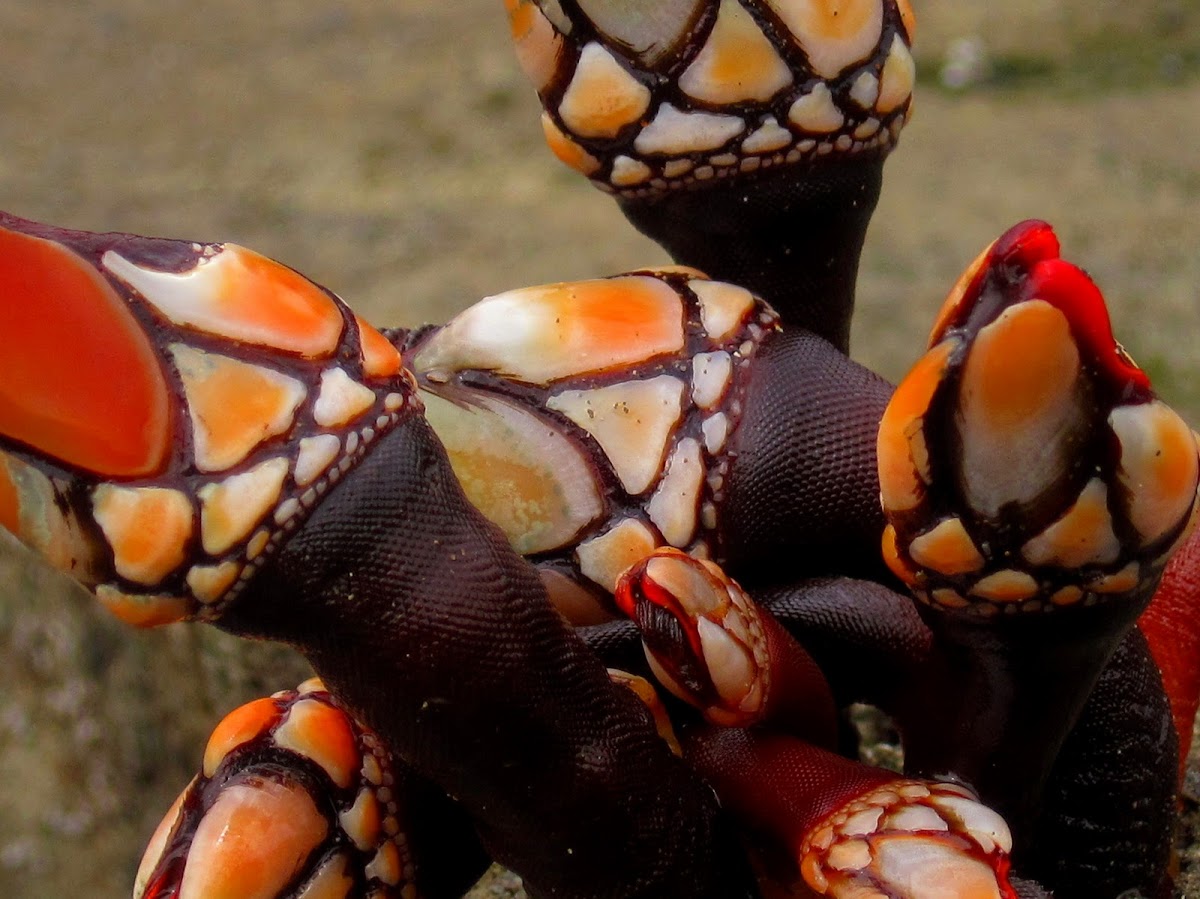 Goose Neck Barnacle | Project Noah