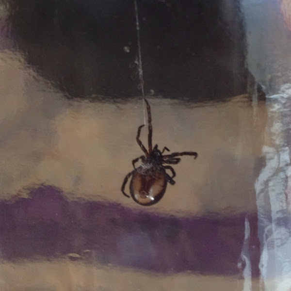 Boreal Cobweb Spider | Project Noah