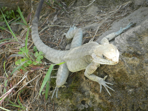 Himalayan mountain lizard | Project Noah