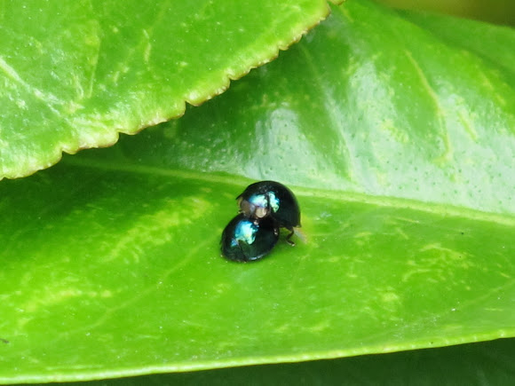 Steelblue Ladybird | Project Noah