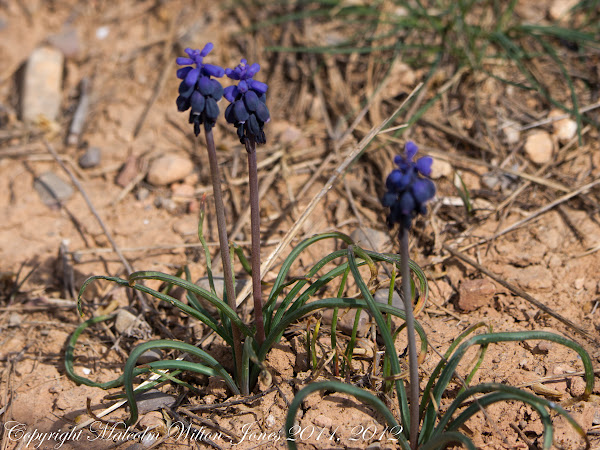 Grape Hyacinth | Project Noah