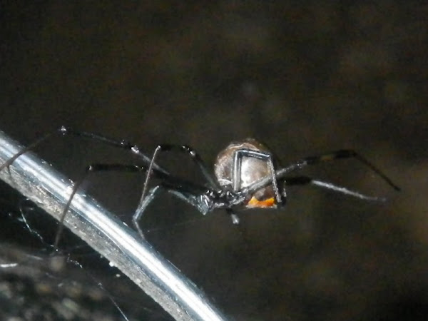 Brown Button Spider | Project Noah