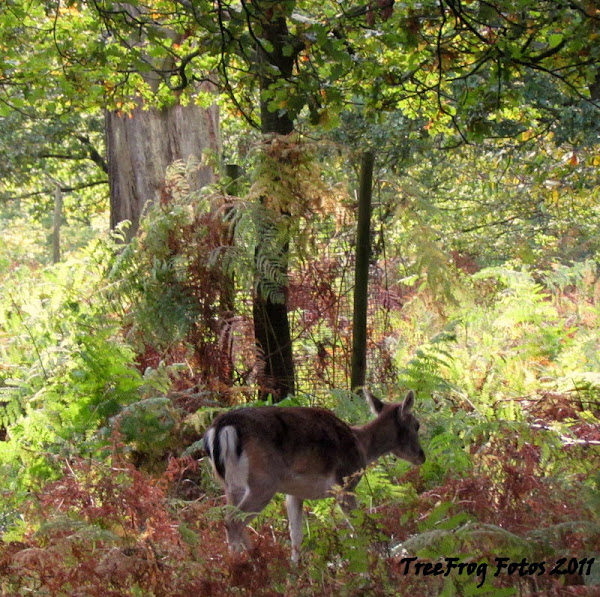 Fallow deer (female) | Project Noah