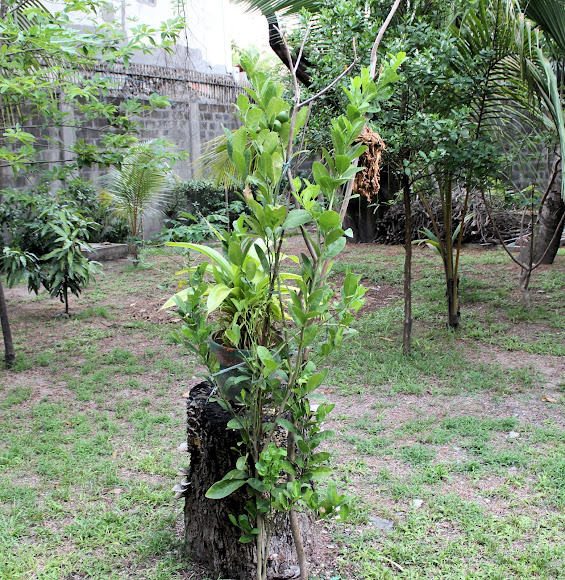 Dalayap or Dayap Tree (Lime Tree) | Project Noah