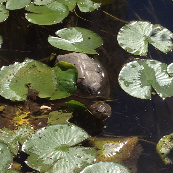Texas River Cooter | Project Noah