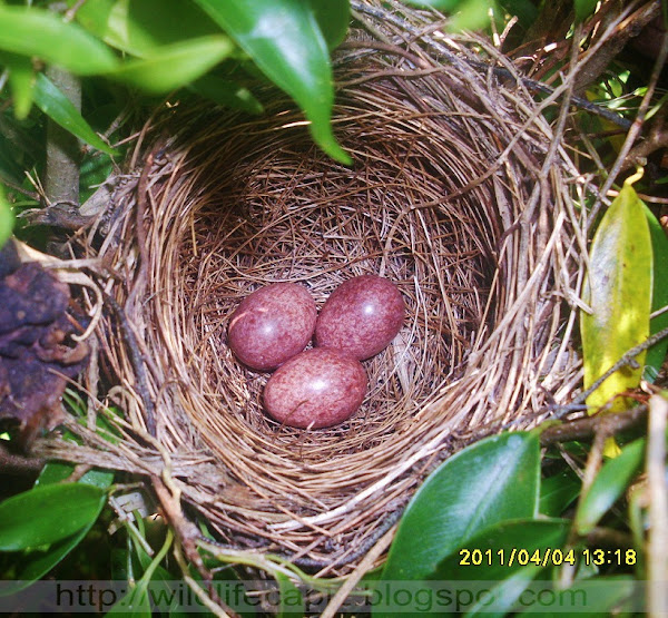 Yellow - vented Bulbul 's eggs | Project Noah