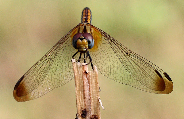 Dragon fly | Project Noah