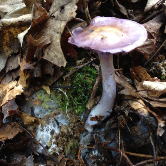 Lilac cort | Project Noah