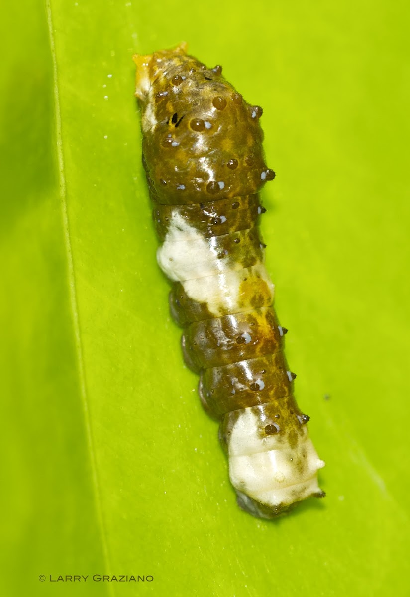 Swallowtail Caterpillar | Project Noah