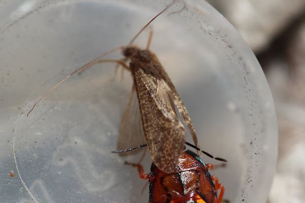 Predatory Stink Bug nymph | Project Noah