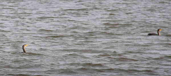 Cormorant | Project Noah