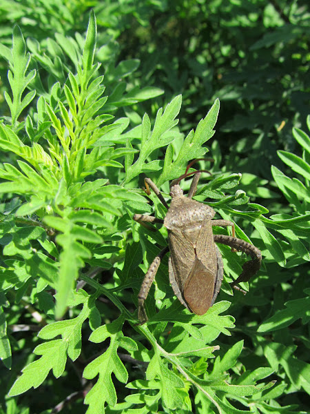 Florida Leaf-footed Bug | Project Noah