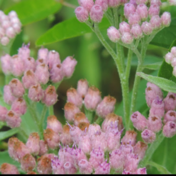 Marsh Fleabane / Saltmarsh Fleabane | Project Noah