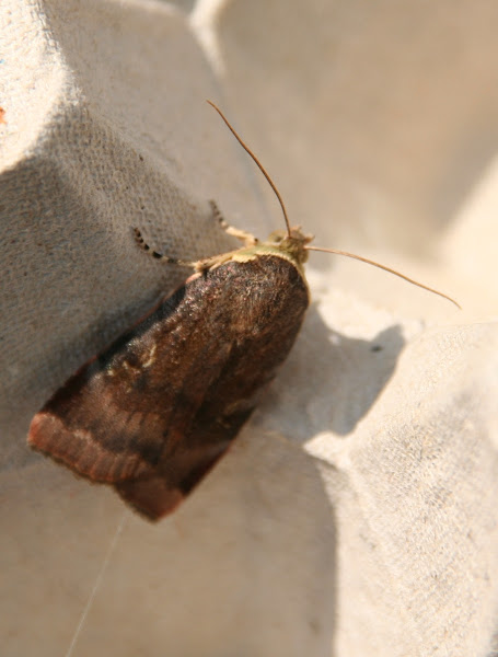 Lesser broad-bordered Yellow Underwing | Project Noah