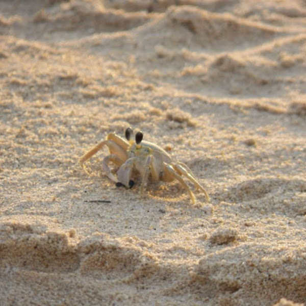 Ghost Crab | Project Noah