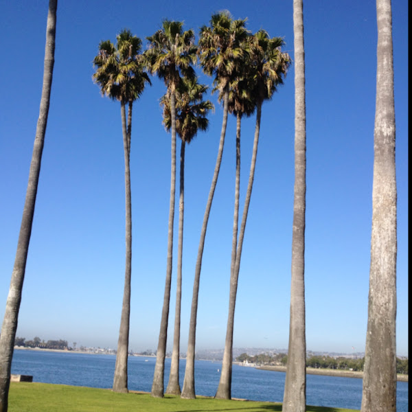 Palm trees | Project Noah