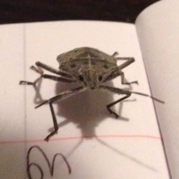 Stink bug / Shield Bug | Project Noah