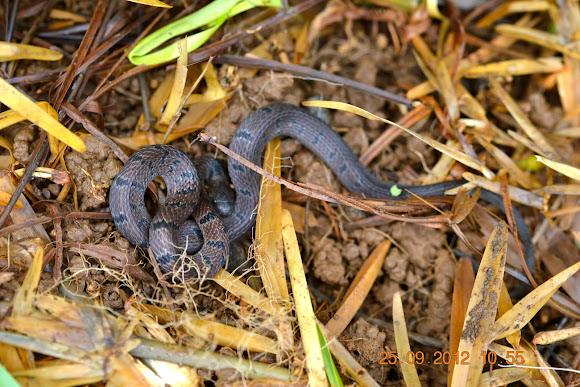 Banded Coffee Snake | Project Noah