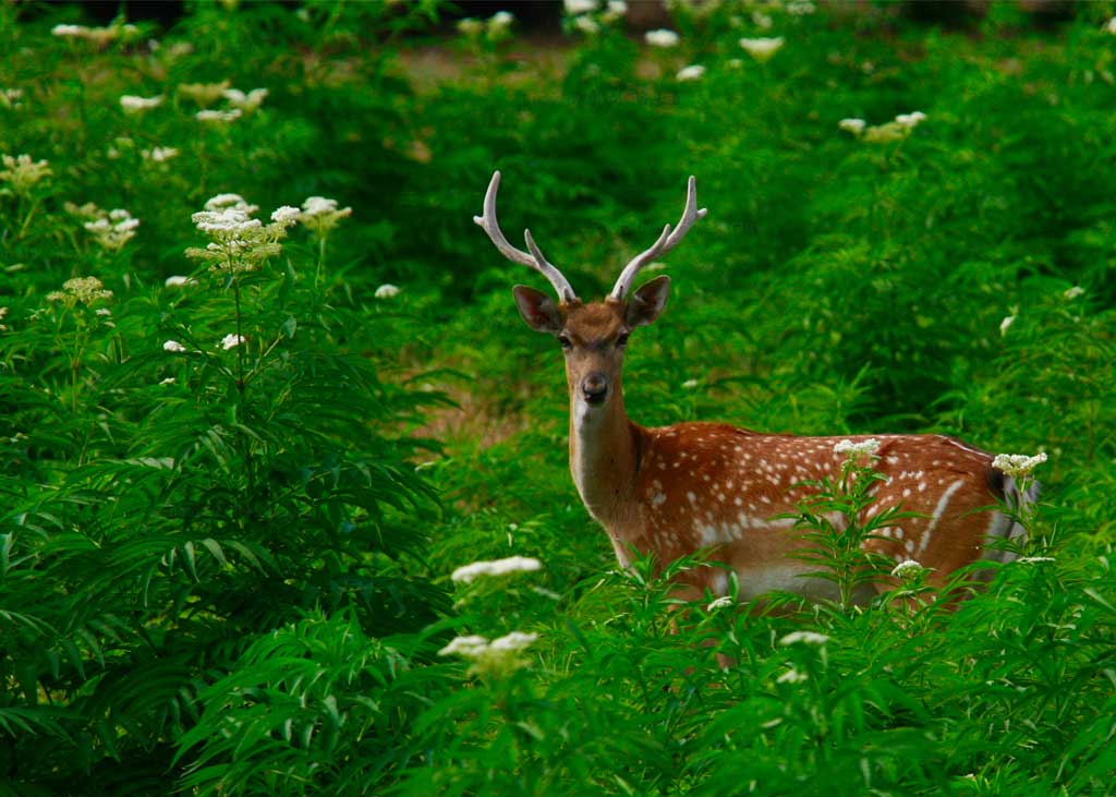 Persian fallow deer | Project Noah
