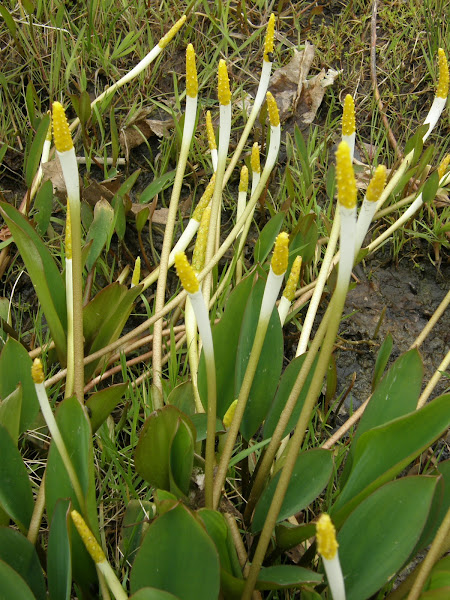 Orontium | Project Noah