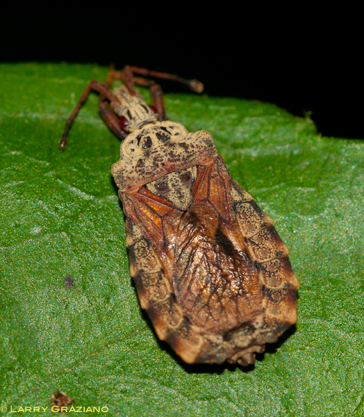 Flat or Bark Bug | Project Noah