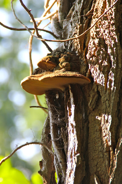 fungi on tree | Project Noah