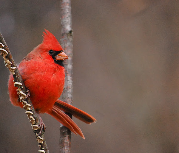 Cardinal - male | Project Noah