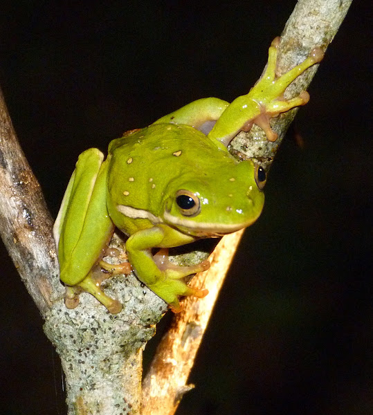 Green tree frog | Project Noah