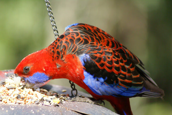 Crimson Rosella | Project Noah
