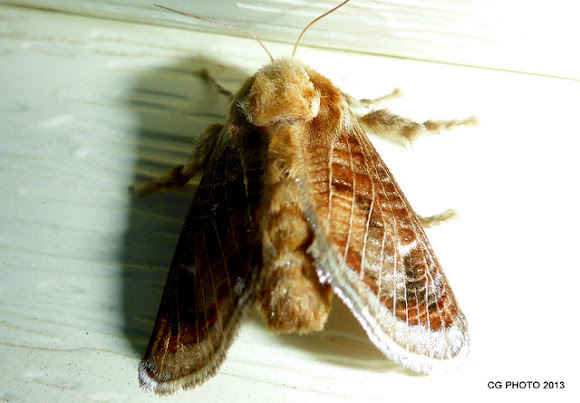 Mottled Cup Moth | Project Noah