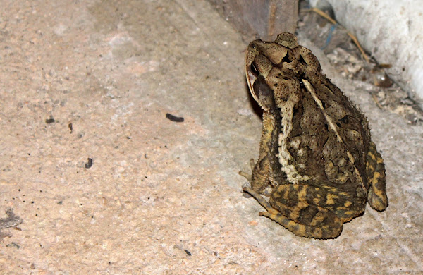 Gulf Coast Toad (male) | Project Noah