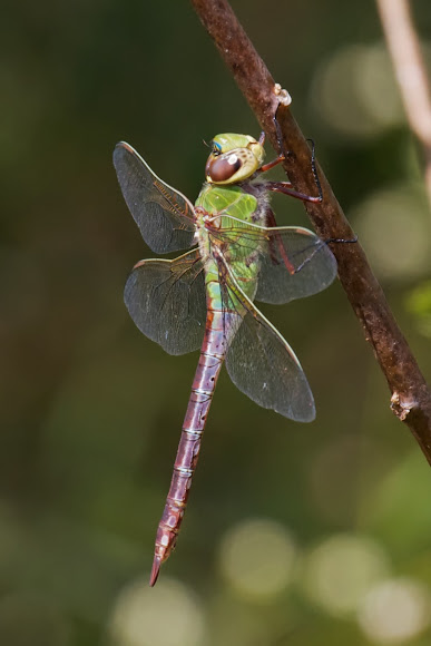 Common Green Darner dragonfly (female) | Project Noah