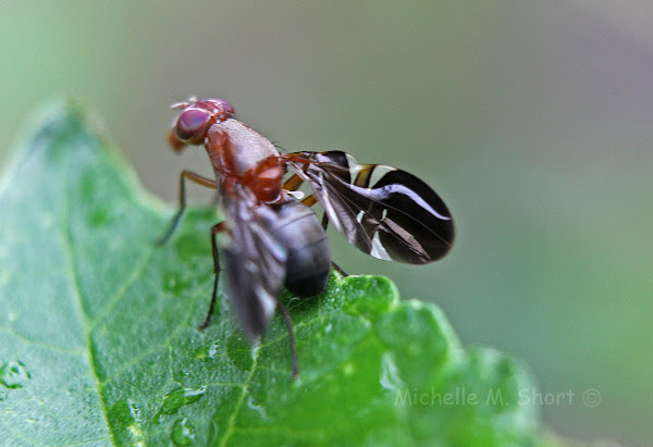 Picture Wing Fly - Delphinia picta | Project Noah