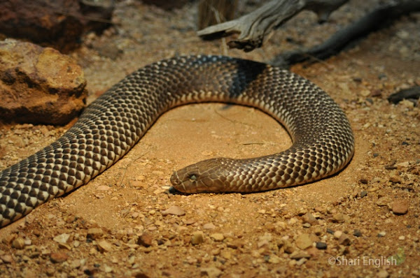 Mulga Snake | Project Noah