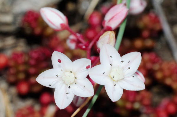 Stonecrop; Arrocillo de los Muros | Project Noah