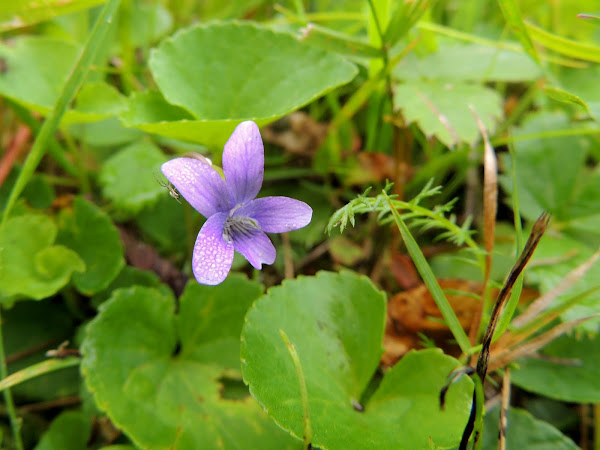 Northern Bog Violet | Project Noah