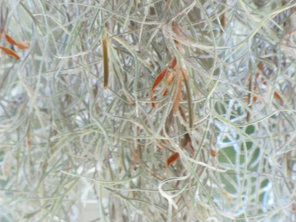 Spanish moss flowers | Project Noah