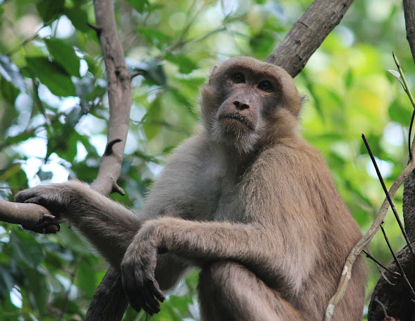 Northern Pig-tailed Macaque | Project Noah