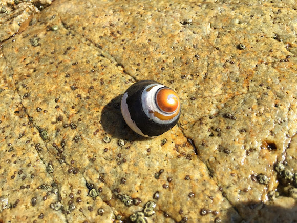 Black Turban Snail | Project Noah