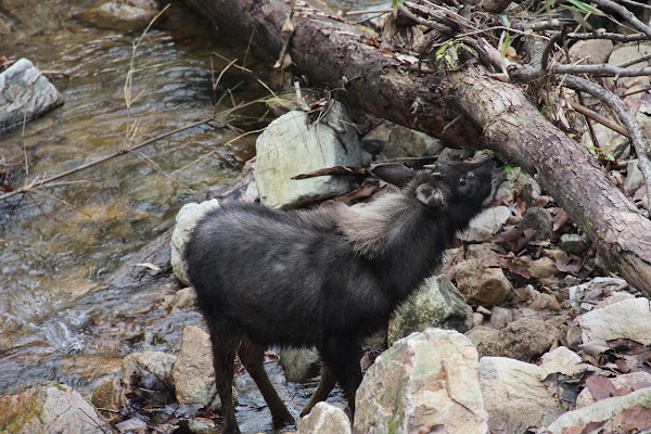 Chinese Serow | Project Noah