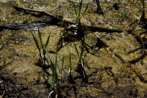 pond algae | Project Noah