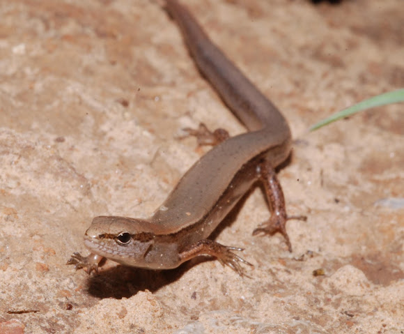 Little brown skink | Project Noah