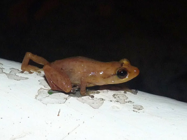 Dink frog | Project Noah