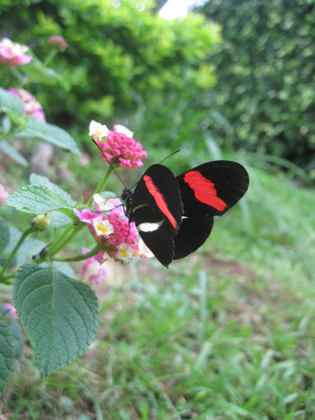 Red Postman | Project Noah