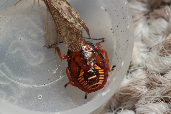 Predatory Stink Bug nymph | Project Noah