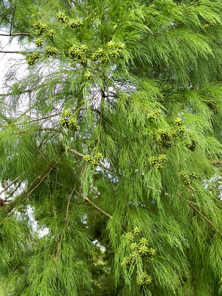 pohon kasuari, cassowary tree | Project Noah