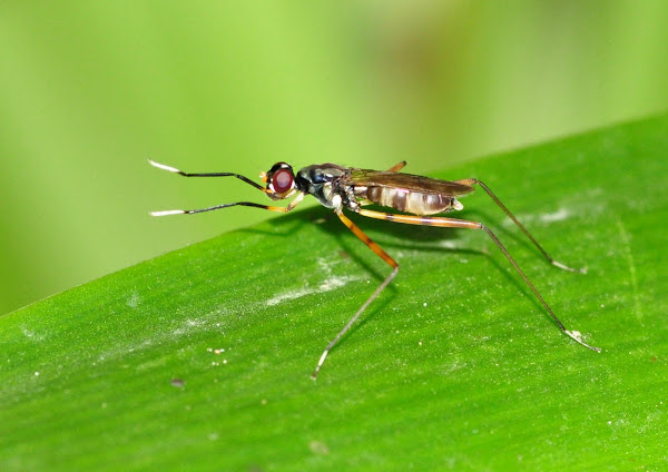 Stilt Legged Fly | Project Noah