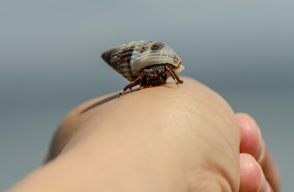 Dwarf Zebra Hermit Crab | Project Noah